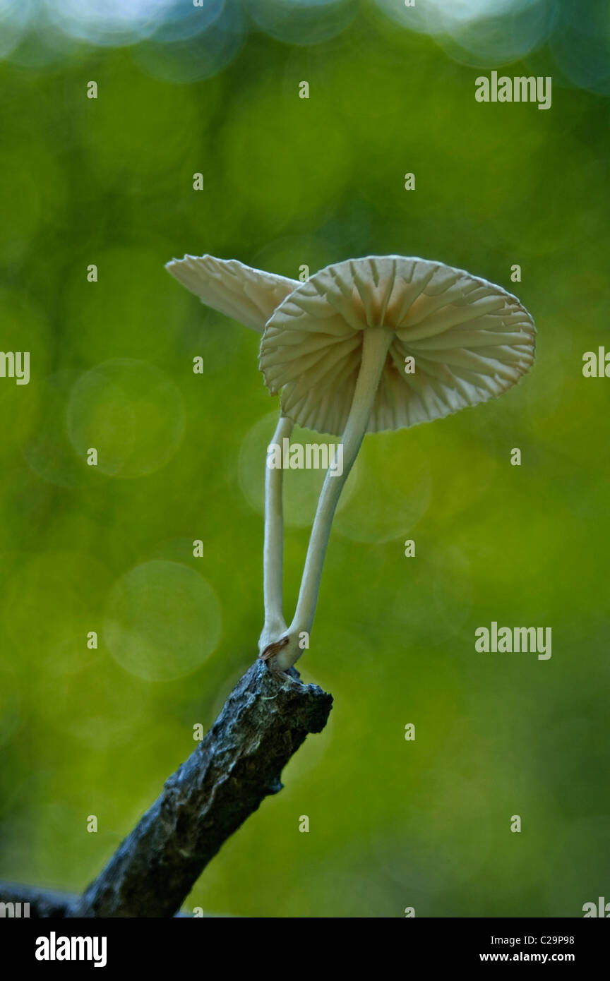 Marasmiellus mushroom (Marasmiellus candidus Stock Photo - Alamy