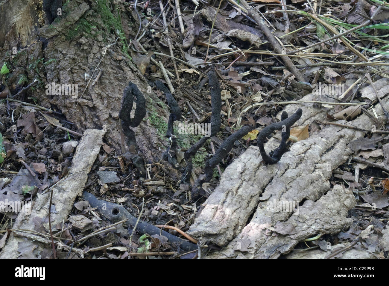 Xylariaceae hi-res stock photography and images - Alamy