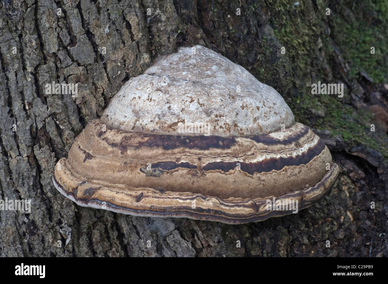 Artist's Conk fungus (Ganoderma applanatum Stock Photo - Alamy