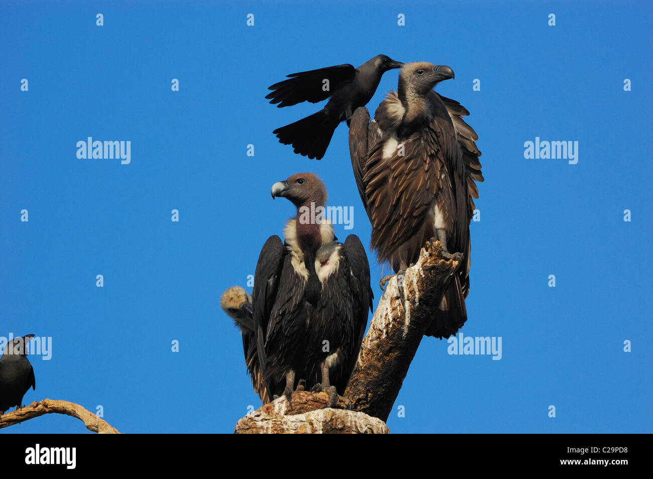 Indian White-rumped Vultures (Gyps bengalensis) mobbed by house crows ...