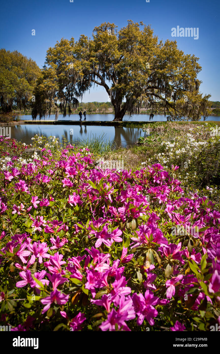 Azaleas High Resolution Stock Photography and Images - Alamy