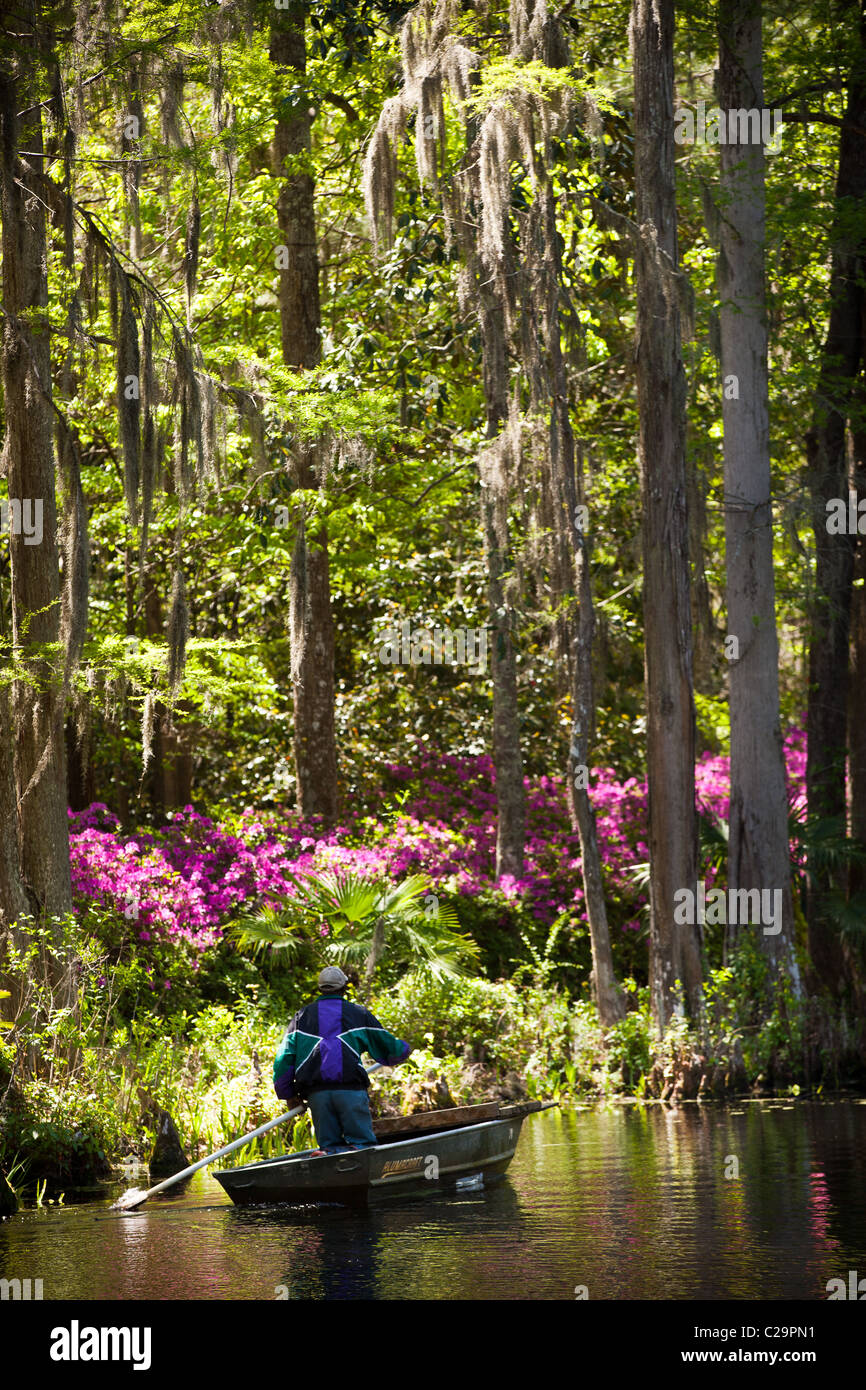 Azaleas High Resolution Stock Photography and Images - Alamy