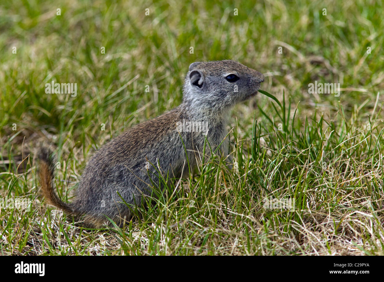 Small ground squirrel eating some grass Stock Photo - Alamy