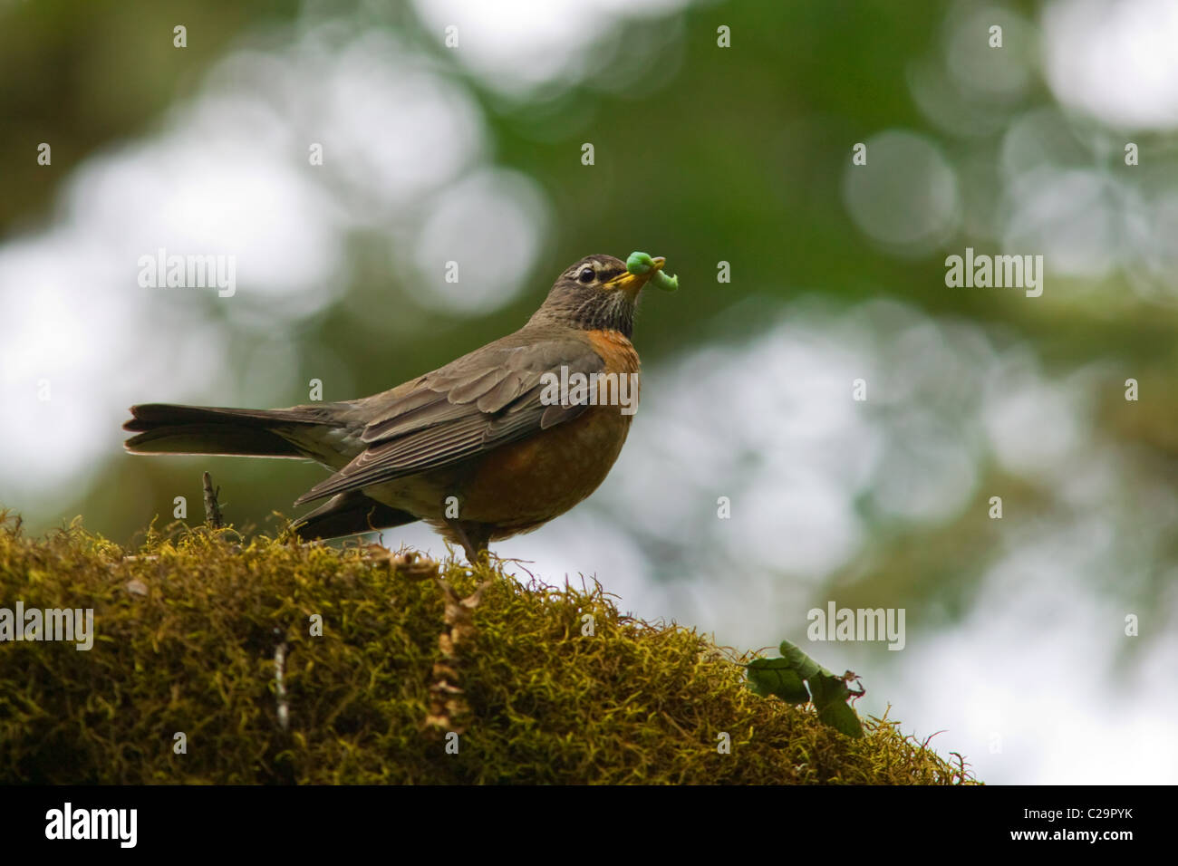 Fat robin hi-res stock photography and images - Alamy