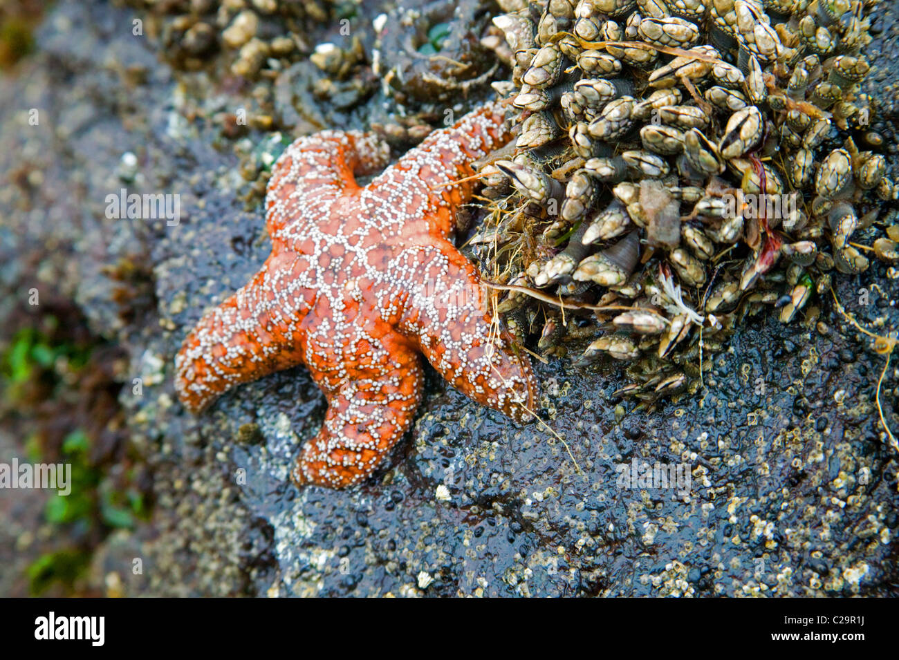 Orange starfish and goose neck barnacles at low tide on the Oregon ...