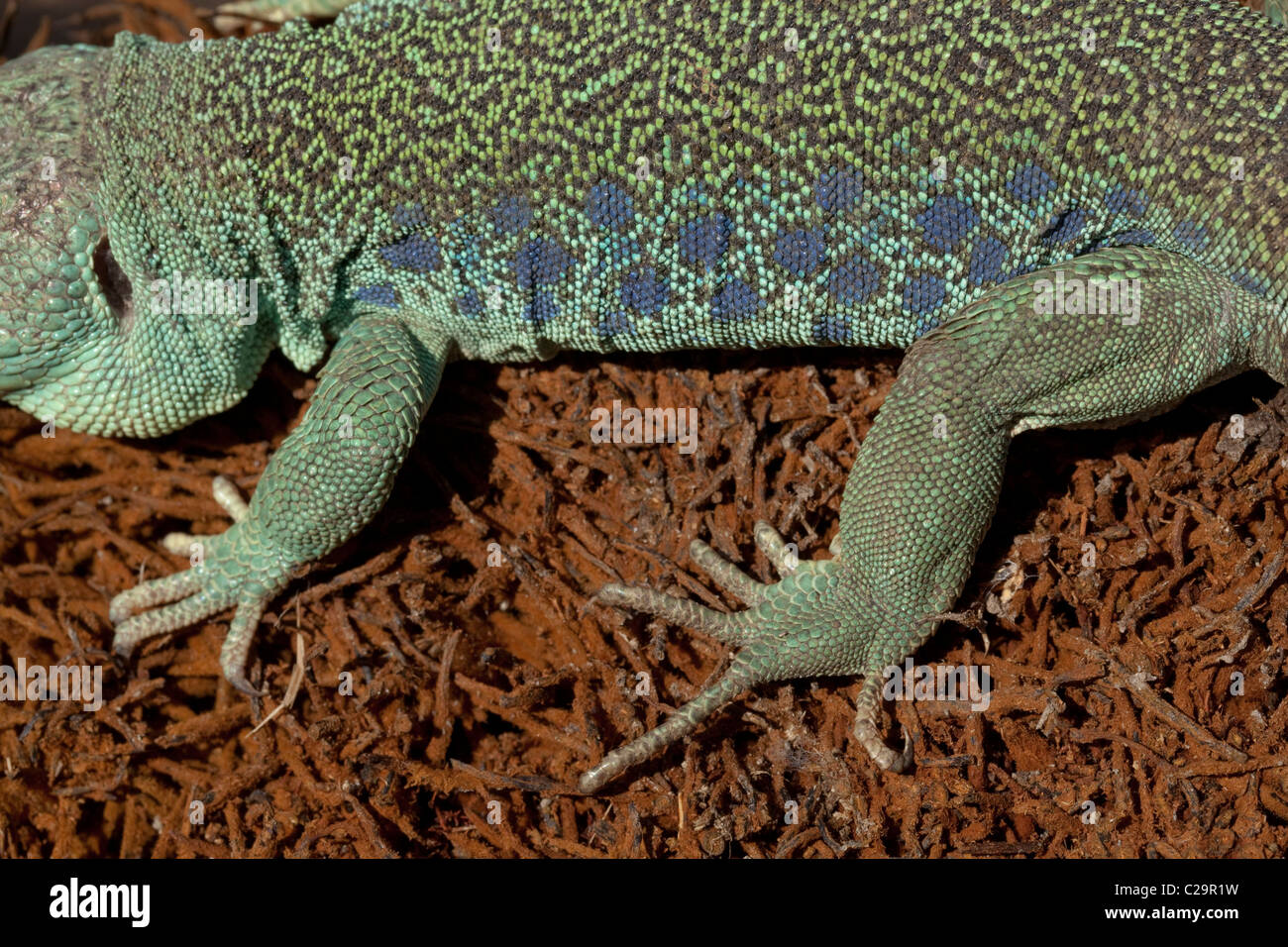 European Eyed or Ocellated Lizard Timon (Lacerta) lepidus. Largest and ...