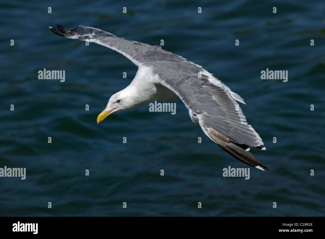 Flying seagull over water Stock Photo - Alamy