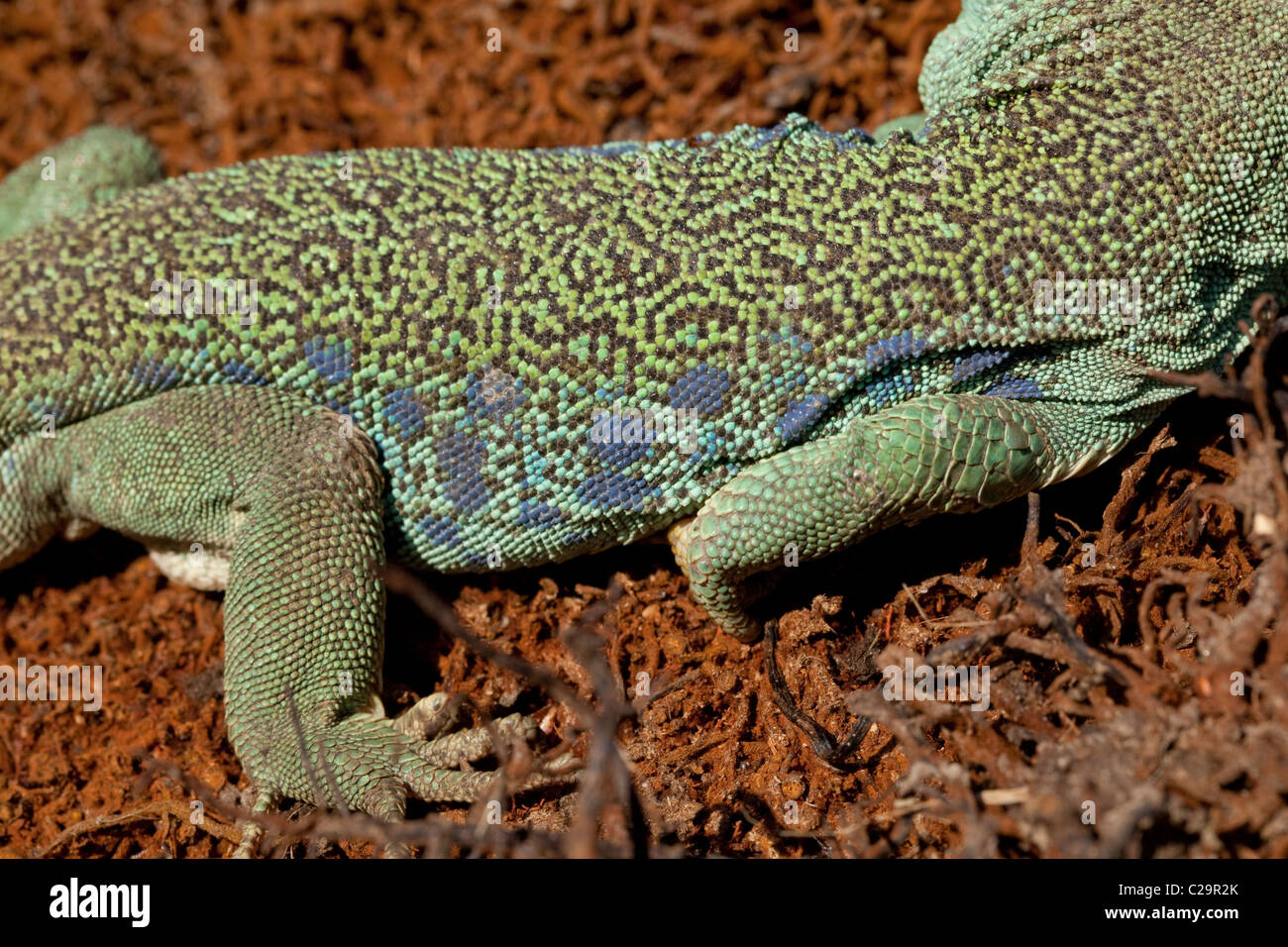 European Eyed or Ocellated Lizard Timon (Lacerta) lepidus. Largest and ...
