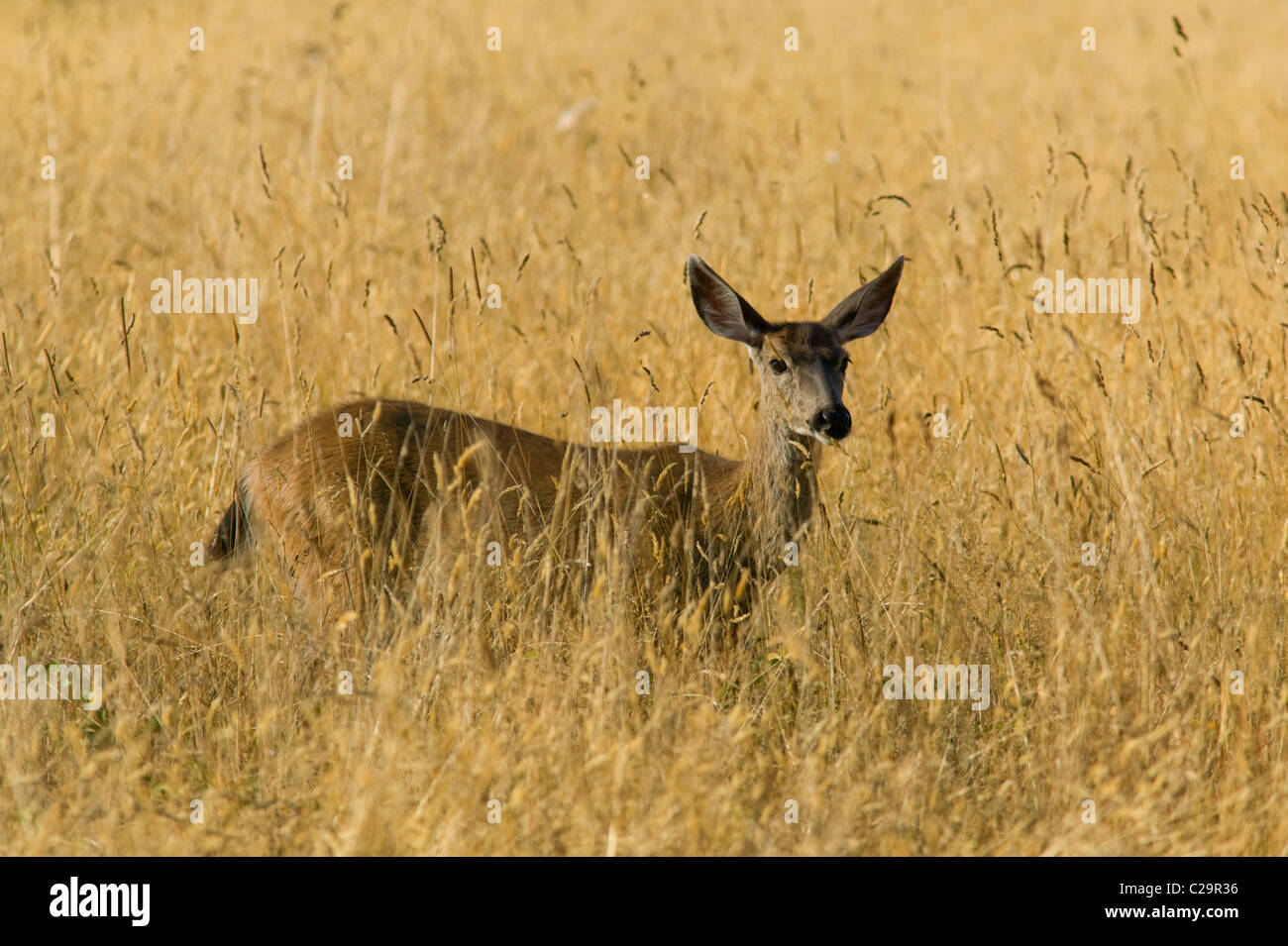 Black tail doe hi-res stock photography and images - Alamy