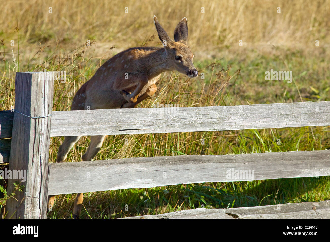 Deer jumping over a fence hi-res stock photography and images - Alamy