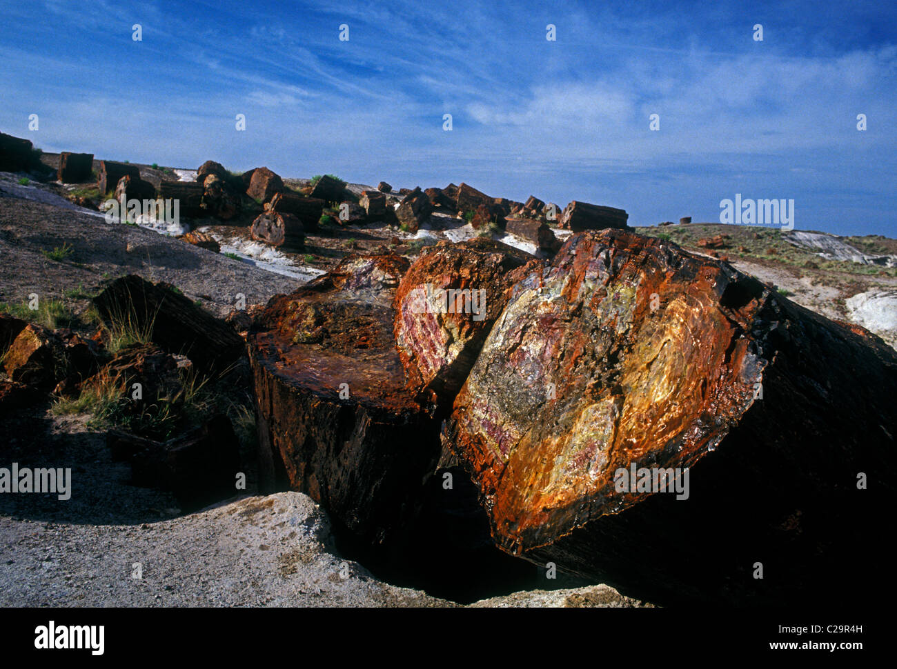 petrified wood log, petrified wood logs, wood log, wood logs, petrified ...