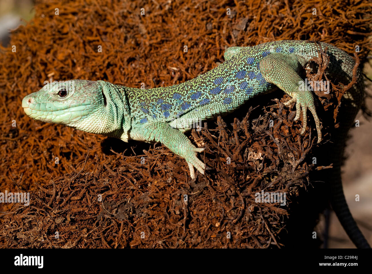European Eyed or Ocellated Lizard Timon (Lacerta) lepidus. Largest and ...
