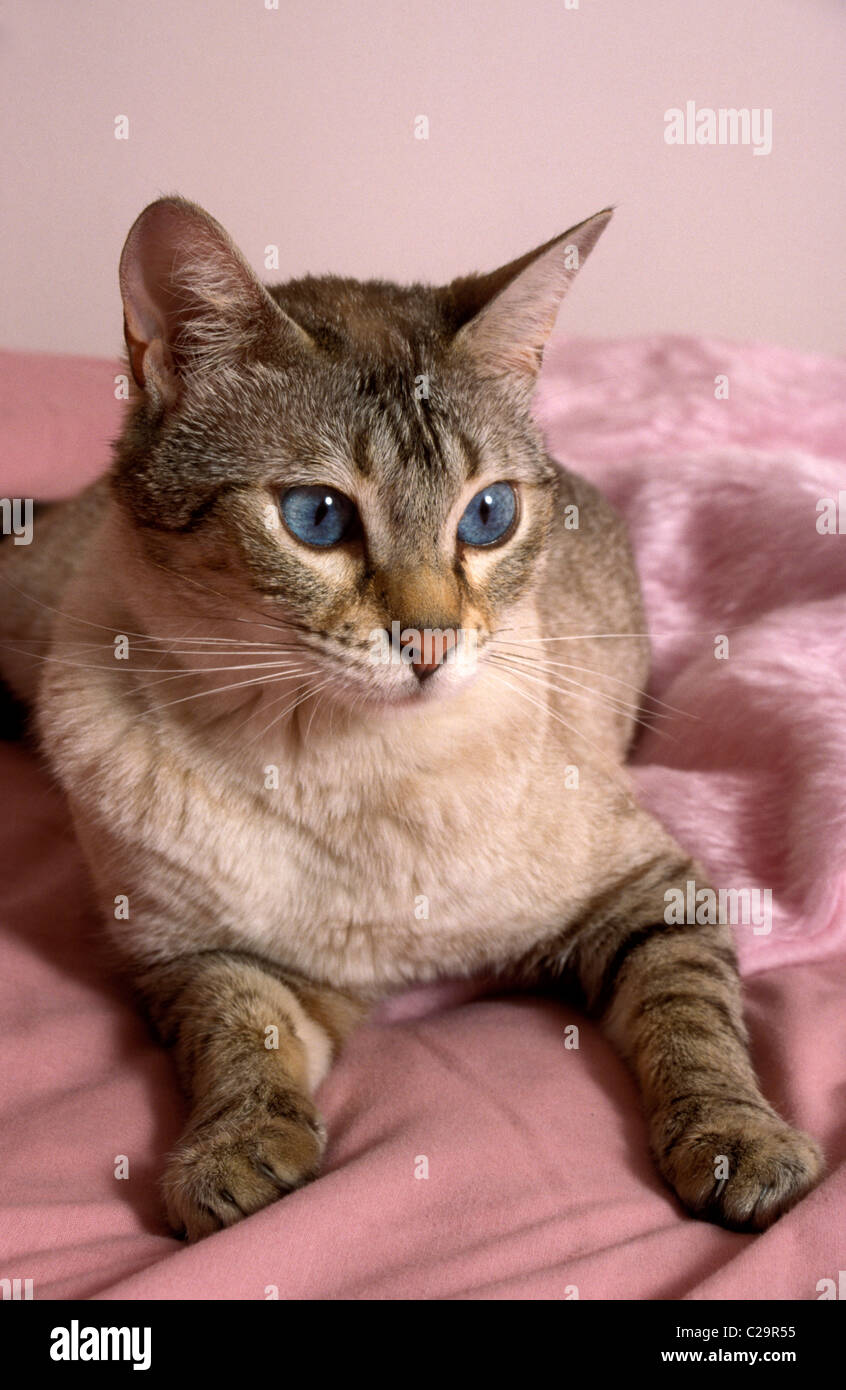 Benga hi-res stock photography and images - Alamy