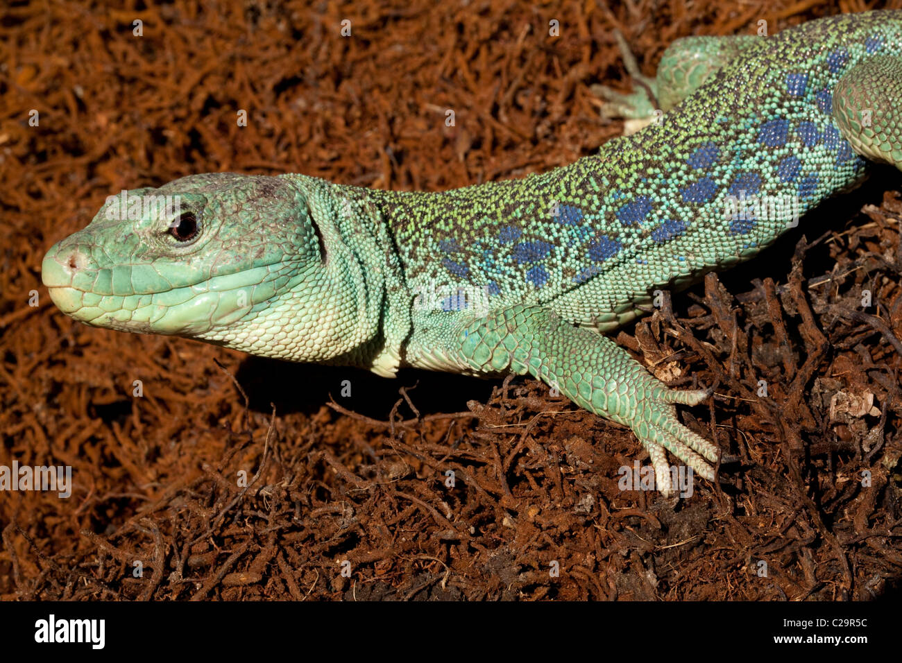 European Eyed or Ocellated Lizard Timon (Lacerta) lepidus. Largest and ...