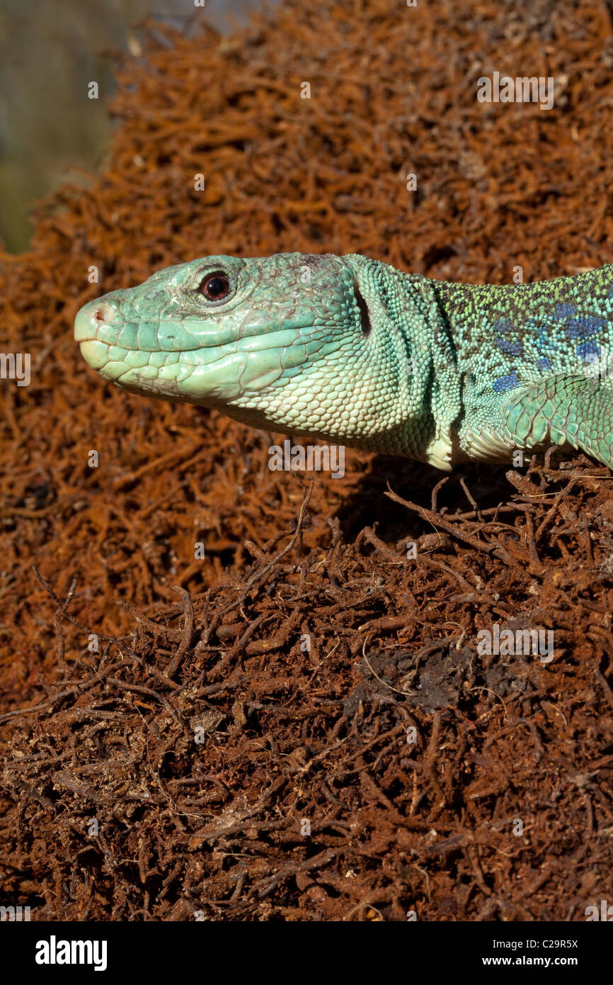 European Eyed or Ocellated Lizard Timon (Lacerta) lepidus. Largest and ...