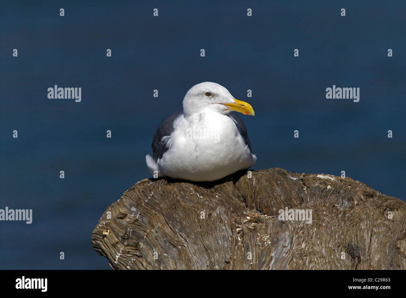 Seagull on a stump Stock Photo - Alamy