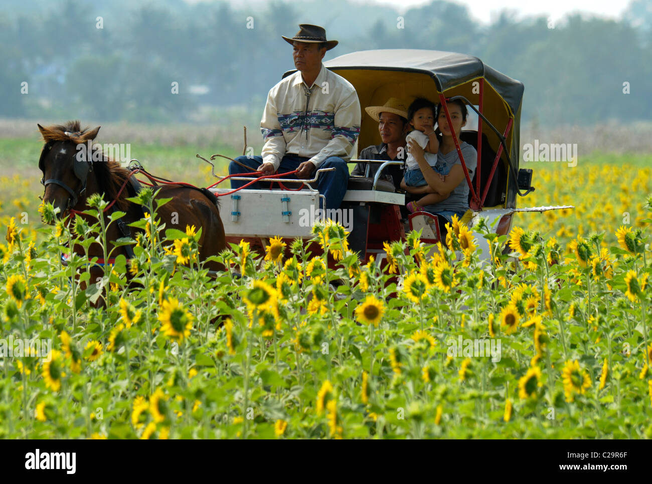 horse carriage ride through sunflower fields, sunflower fields of ...