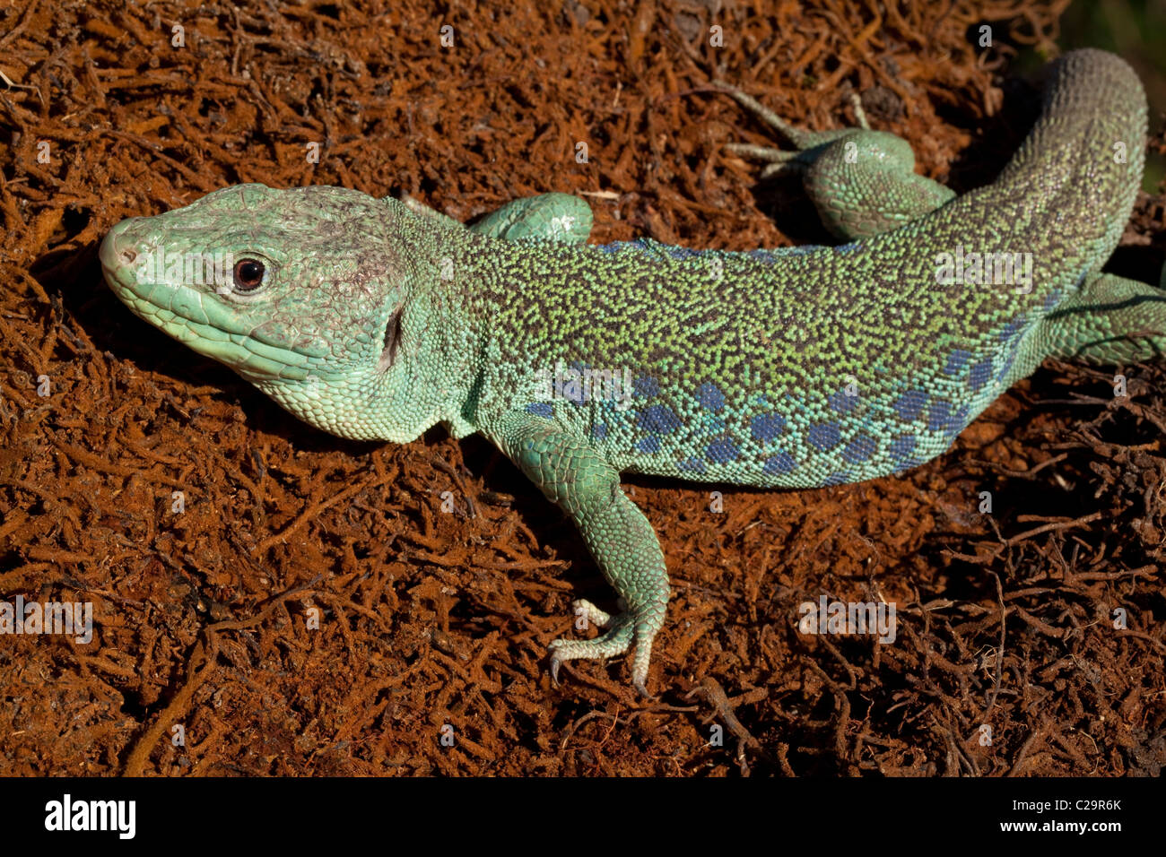 European Eyed or Ocellated Lizard Timon (Lacerta) lepidus. Largest and ...