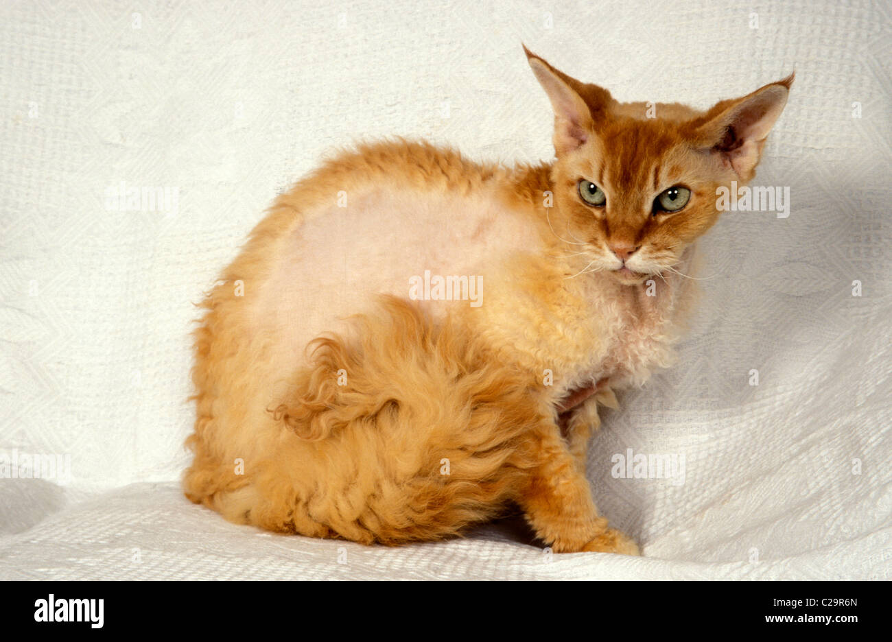 Devon Rex cat Stock Photo - Alamy