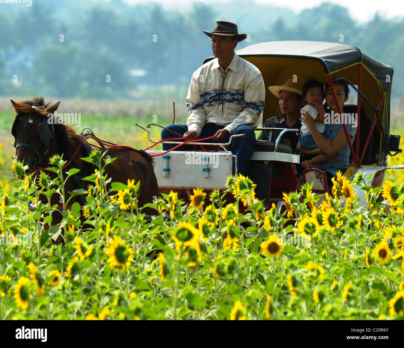 horse carriage ride through sunflower fields, sunflower fields of ...