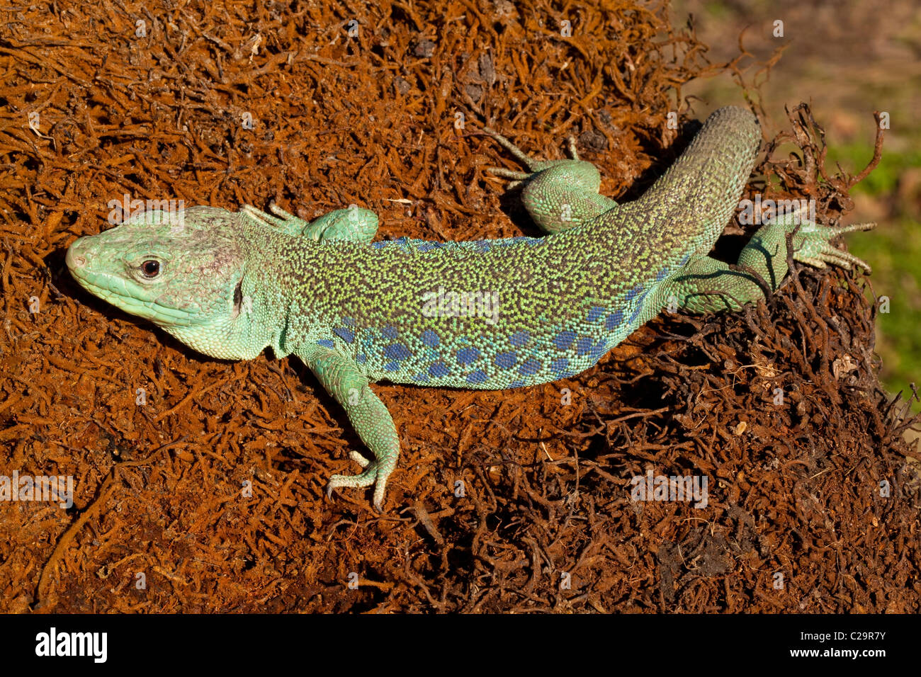 Ocellated Lizard Ocellated Lizard Lizards Reptile Hi Res Stock