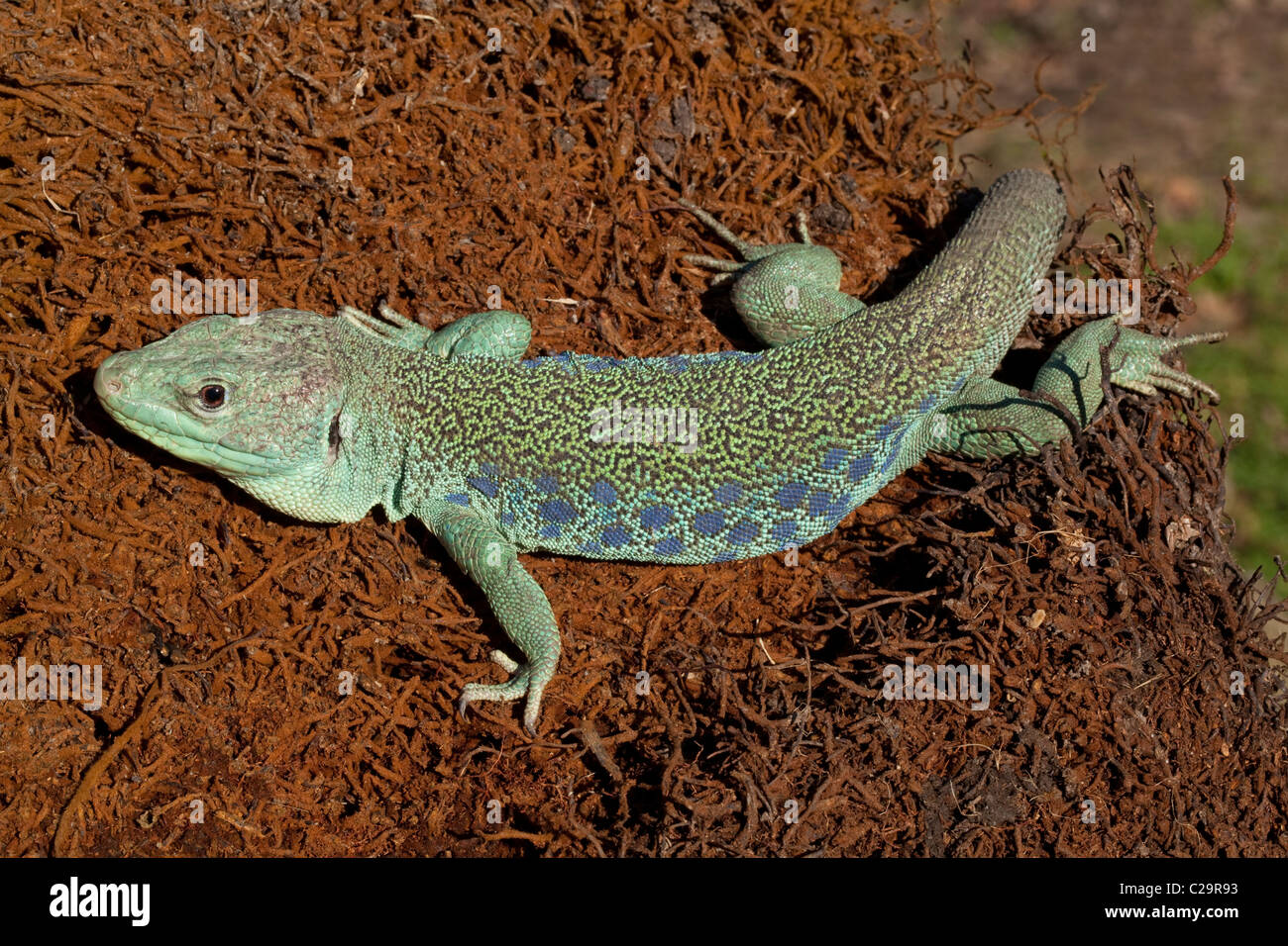 European Eyed or Ocellated Lizard Timon (Lacerta) lepidus. Largest and ...