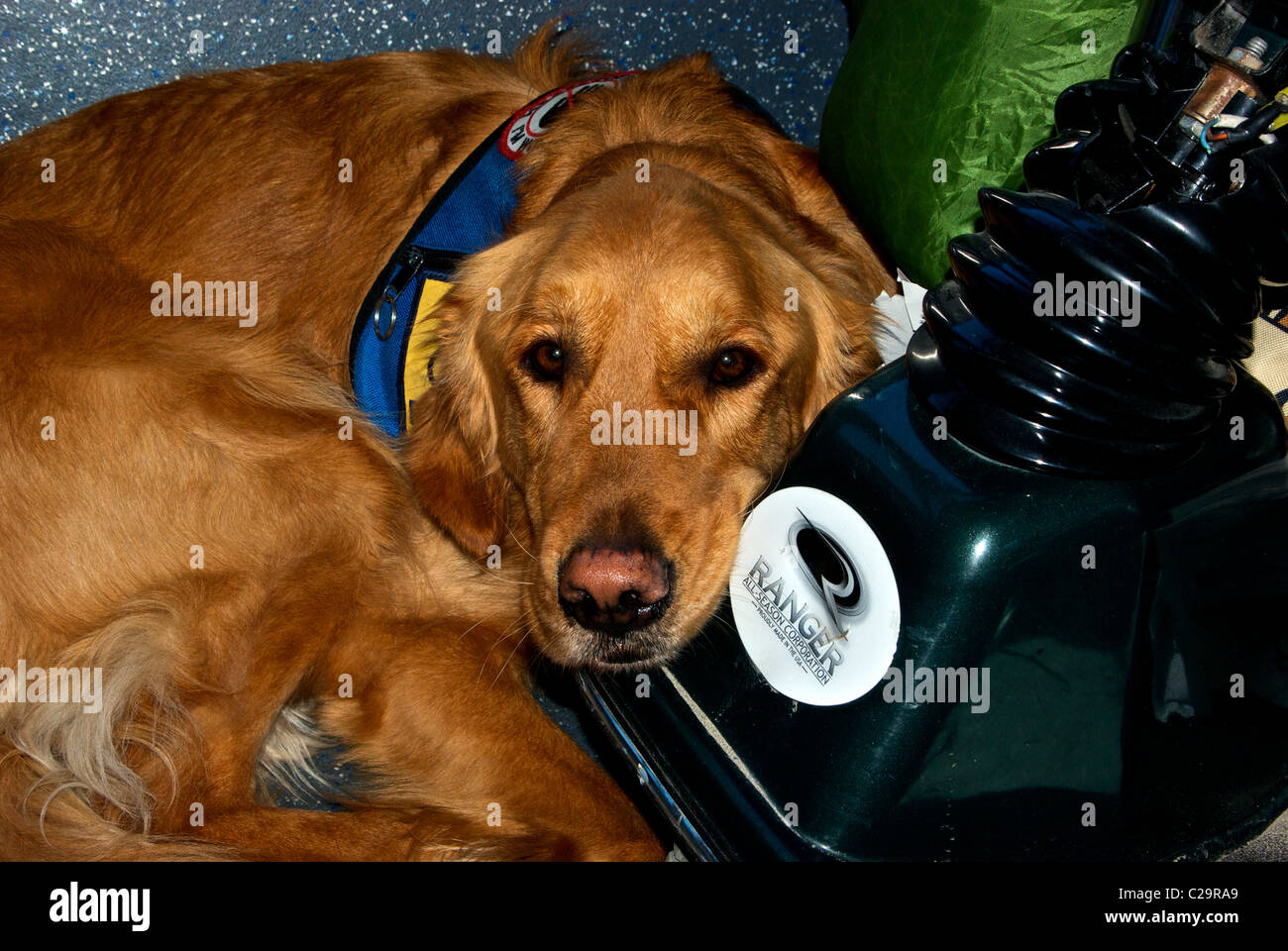 Assistance dog hi-res stock photography and images - Alamy