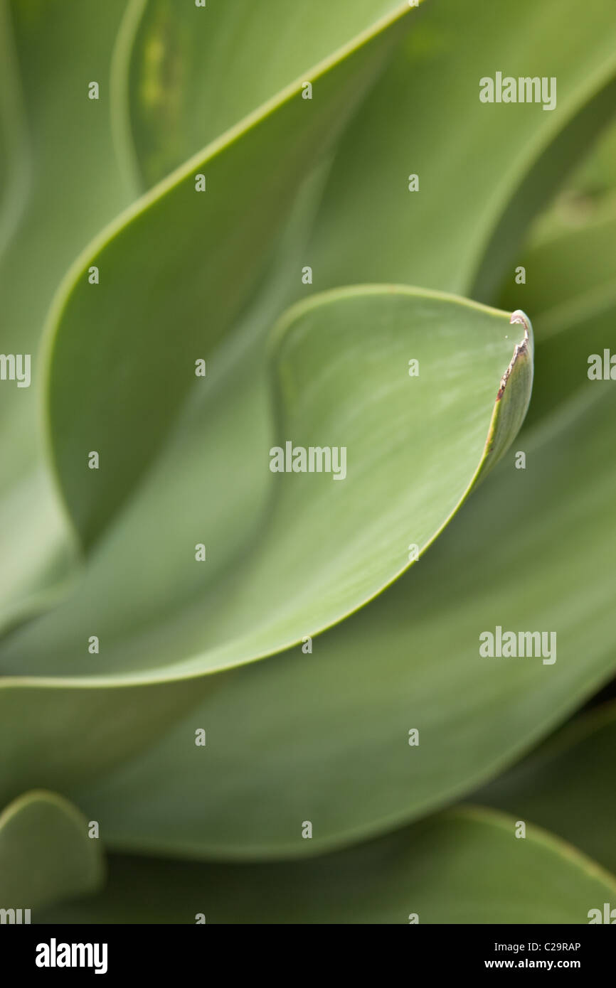 Green agave plant hawaii hi-res stock photography and images - Alamy