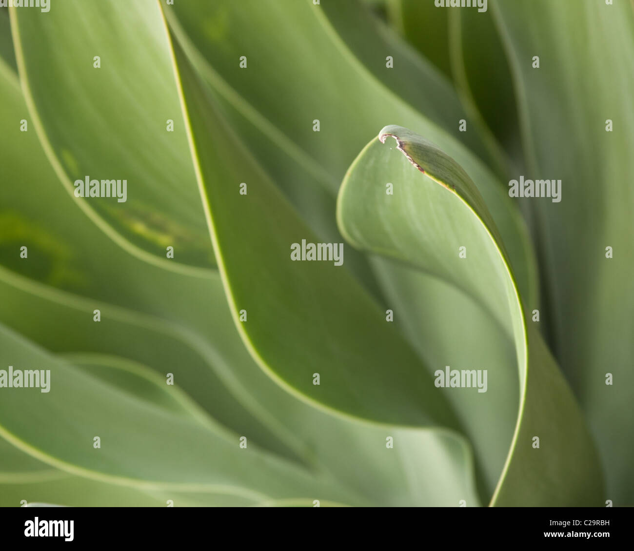 Green agave plant hawaii hi-res stock photography and images - Alamy