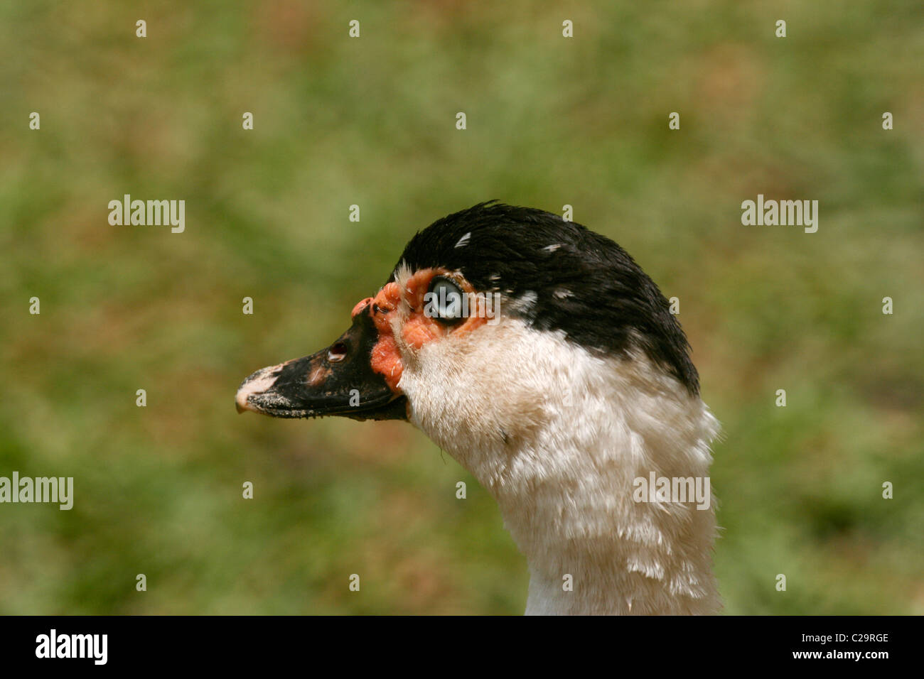 The head of a Muscovy Duck (Cairina moschata) showing the caruncles ...