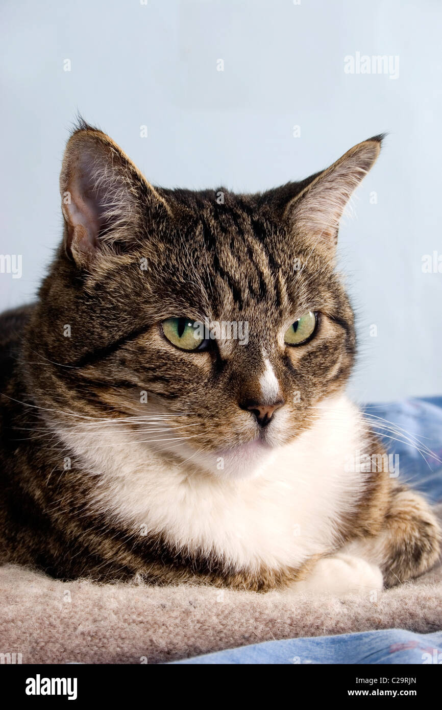 adult tabby cat Stock Photo - Alamy