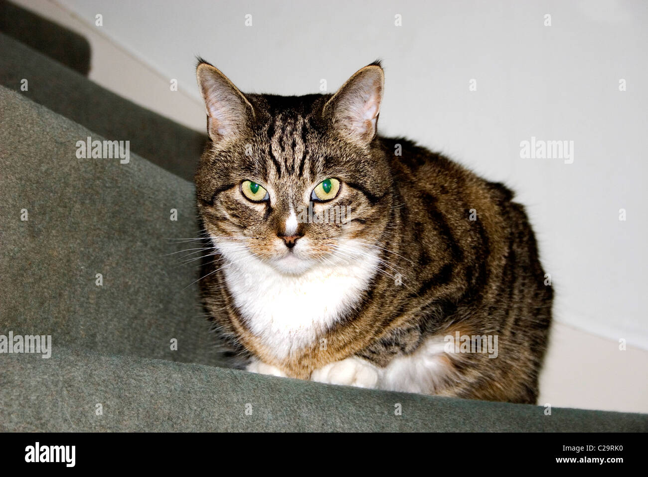 Adult housecat hi-res stock photography and images - Alamy