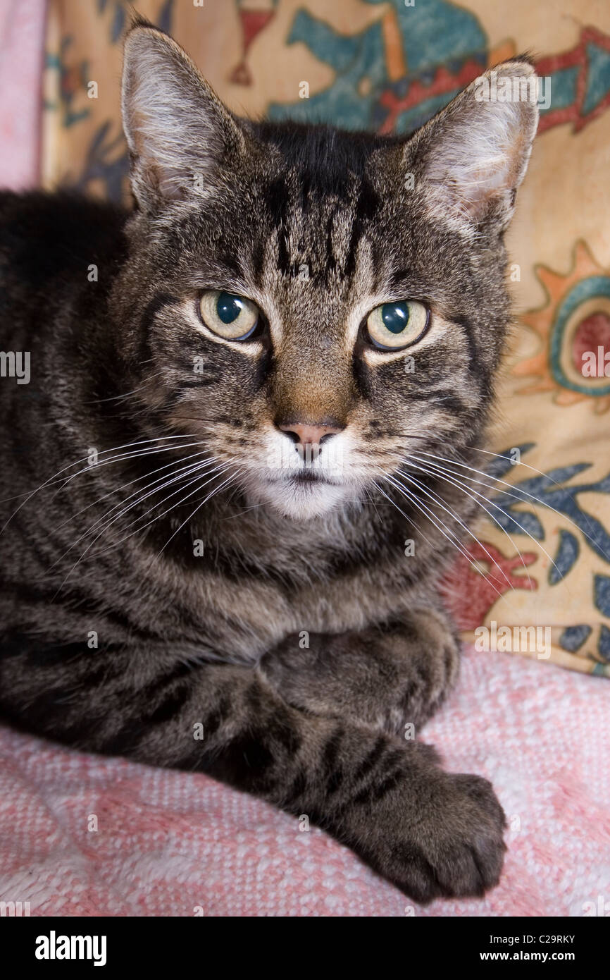 Adult tabby cat hi-res stock photography and images - Alamy