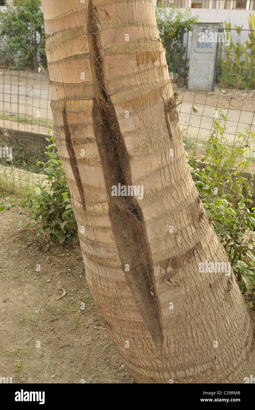 A palm tree with broken bark Stock Photo - Alamy