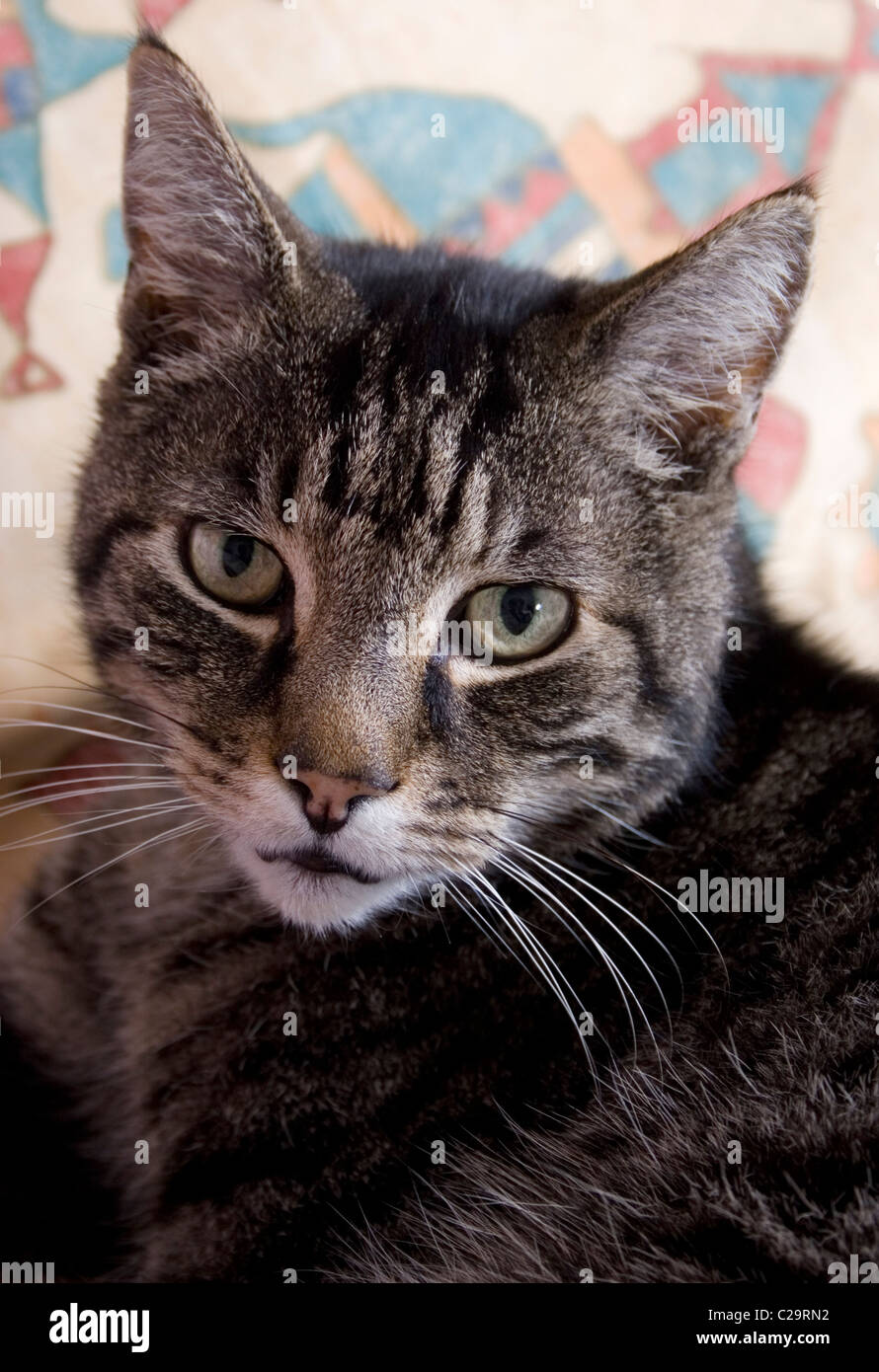 adult tabby cat Stock Photo - Alamy