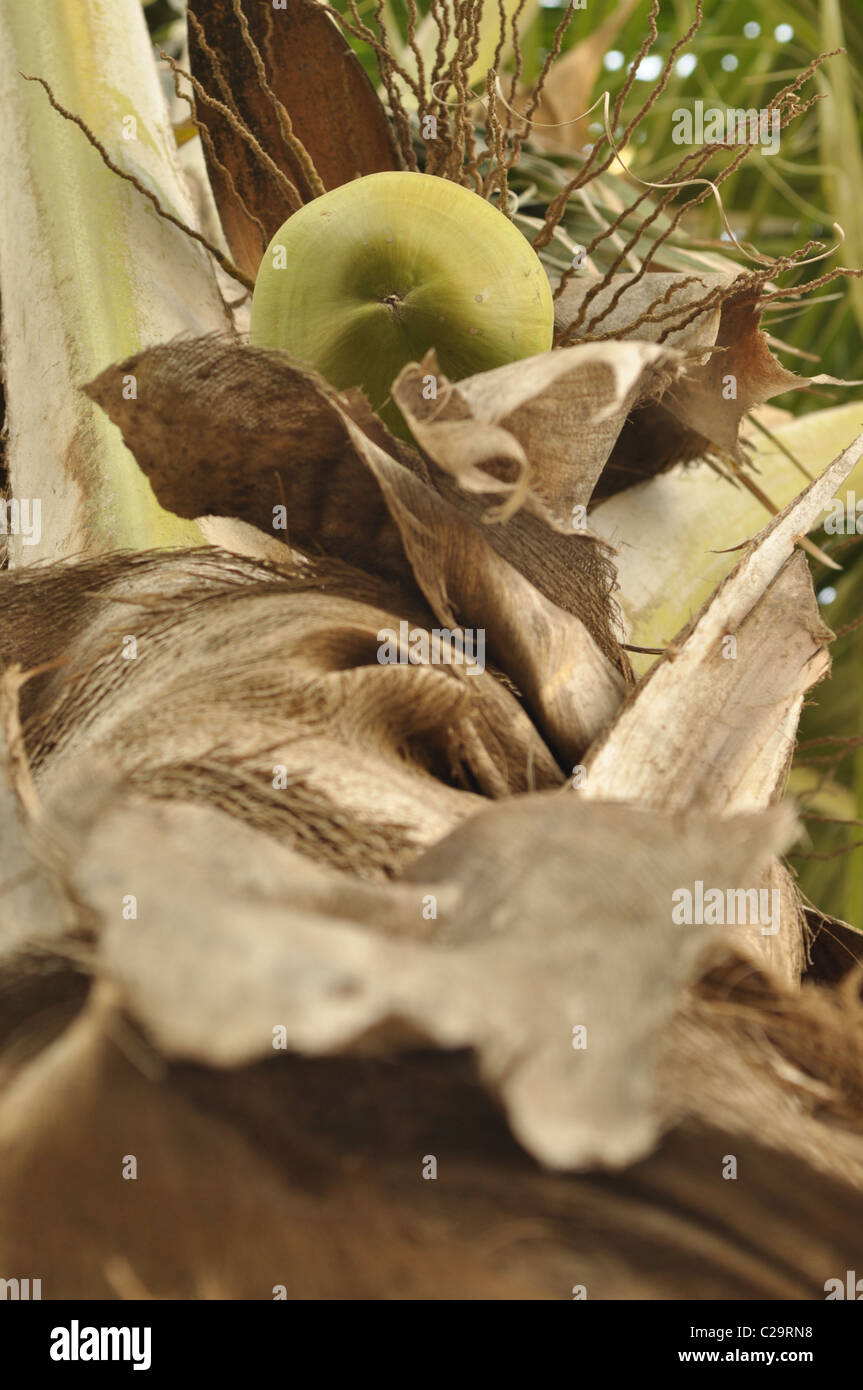 A solo Coconut hanging on a tree Stock Photo - Alamy