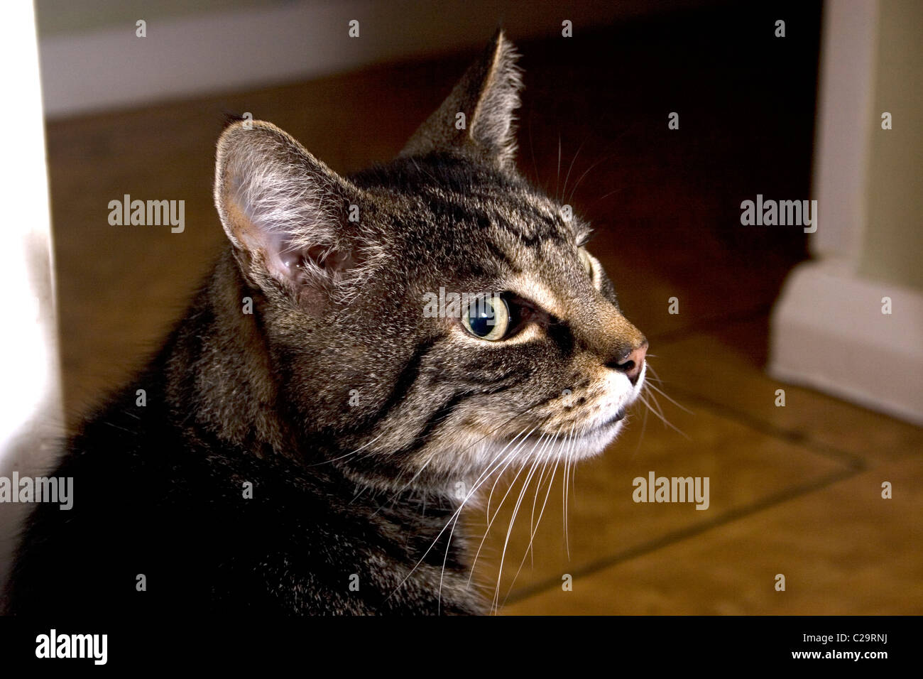adult tabby cat Stock Photo - Alamy