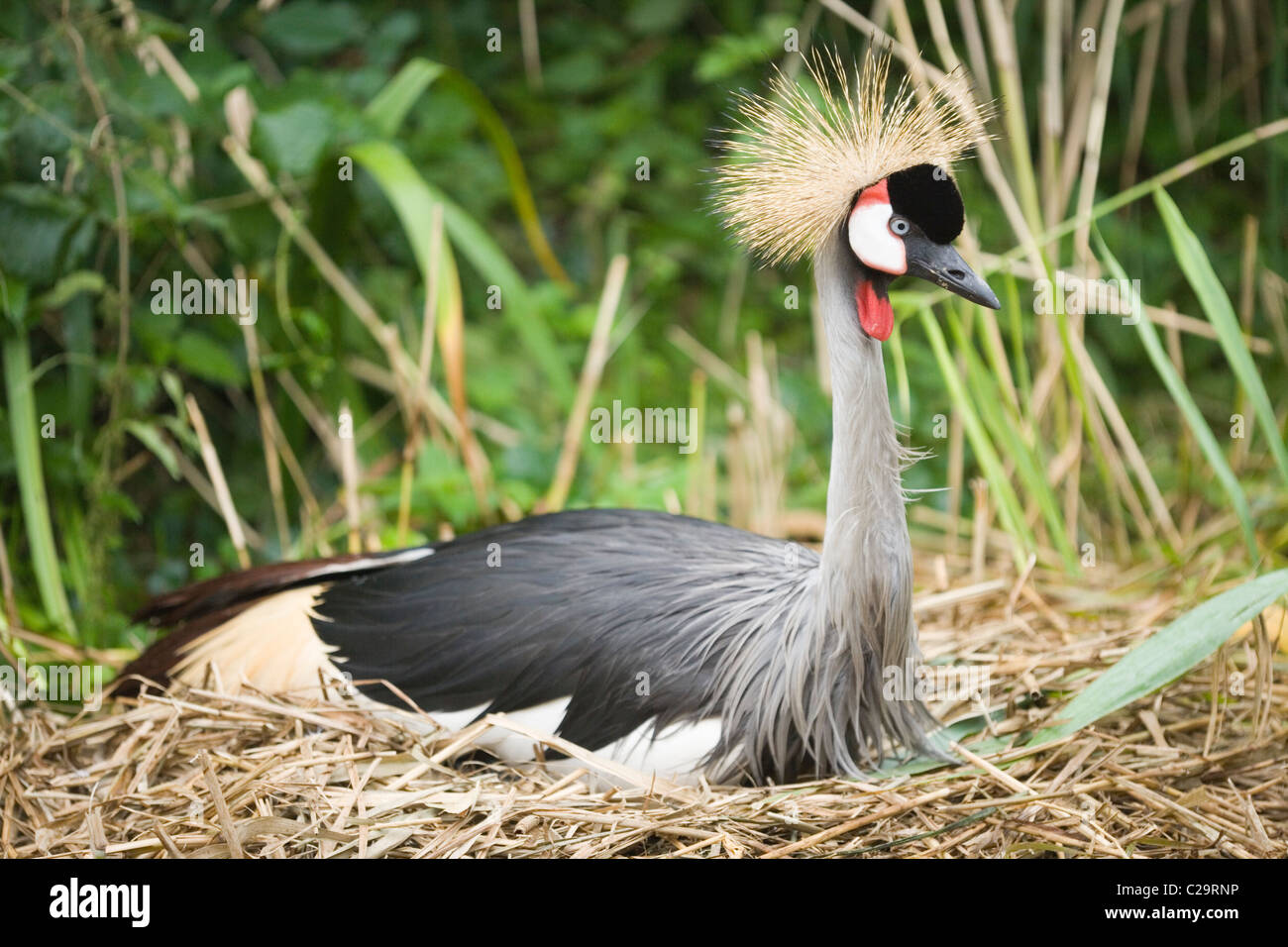 Nesting crane at nest High Resolution Stock Photography and Images - Alamy