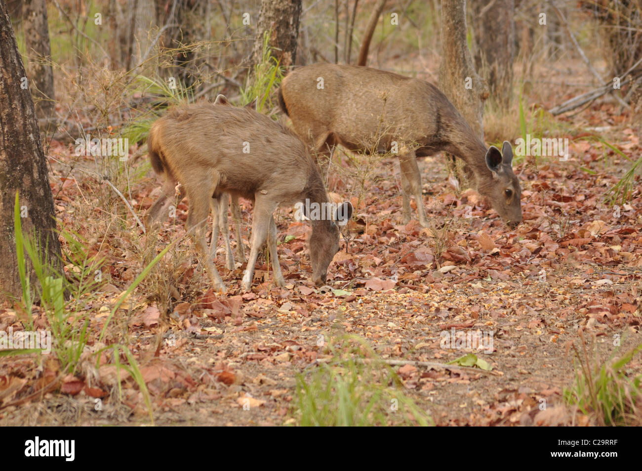 Sambhar hi-res stock photography and images - Alamy
