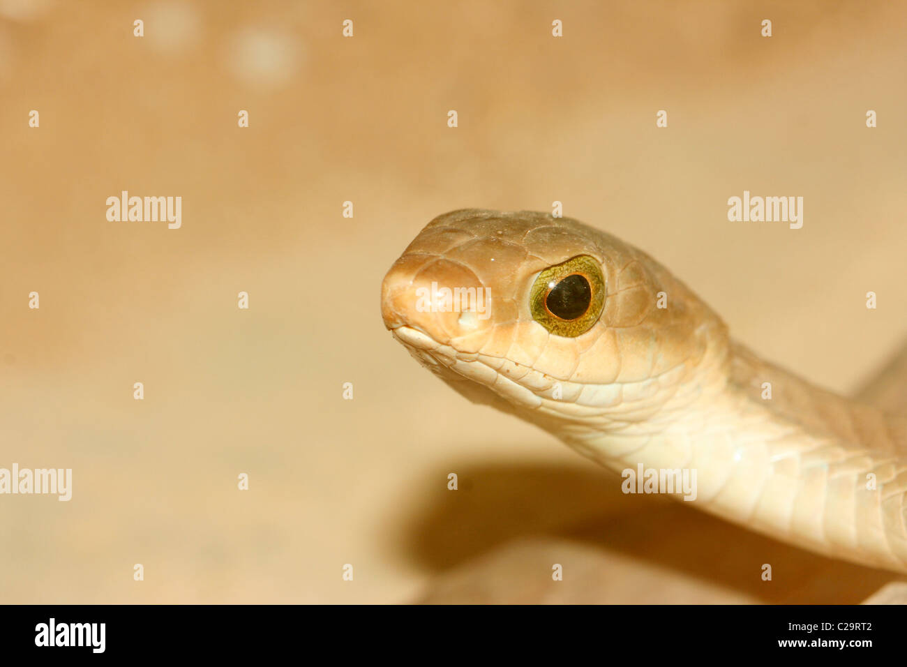 Boomslang (Dispholidus typus) in Uganda Stock Photo - Alamy