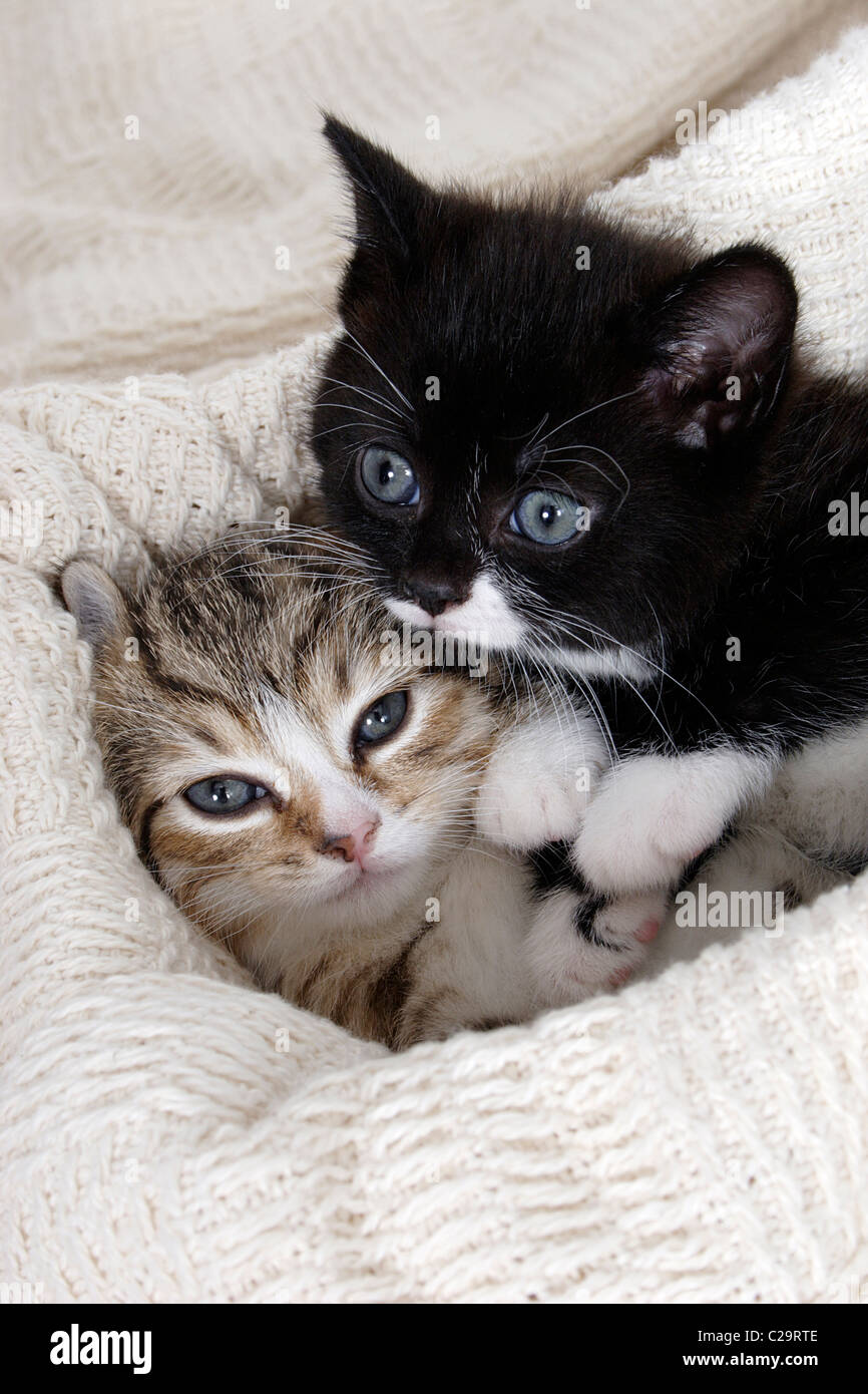 two cute kittens Stock Photo - Alamy