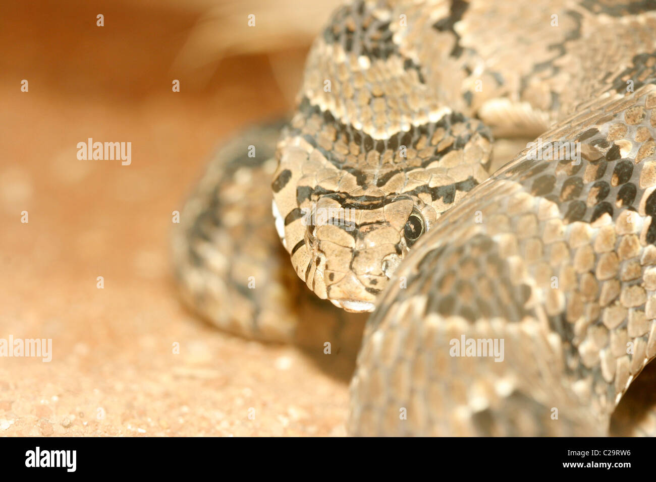 Causus hi-res stock photography and images - Alamy