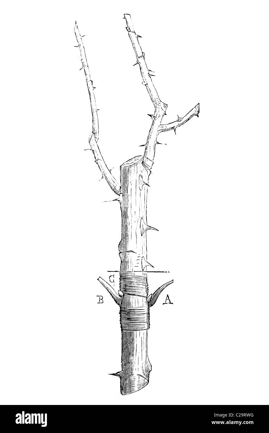 Diagram of Grafting by Double Shield Budding with a Dormant Eye, 19th ...