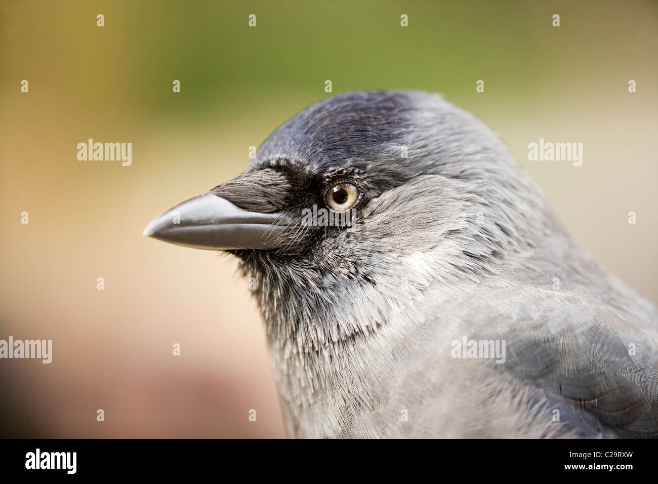 Bird nares hi-res stock photography and images - Alamy