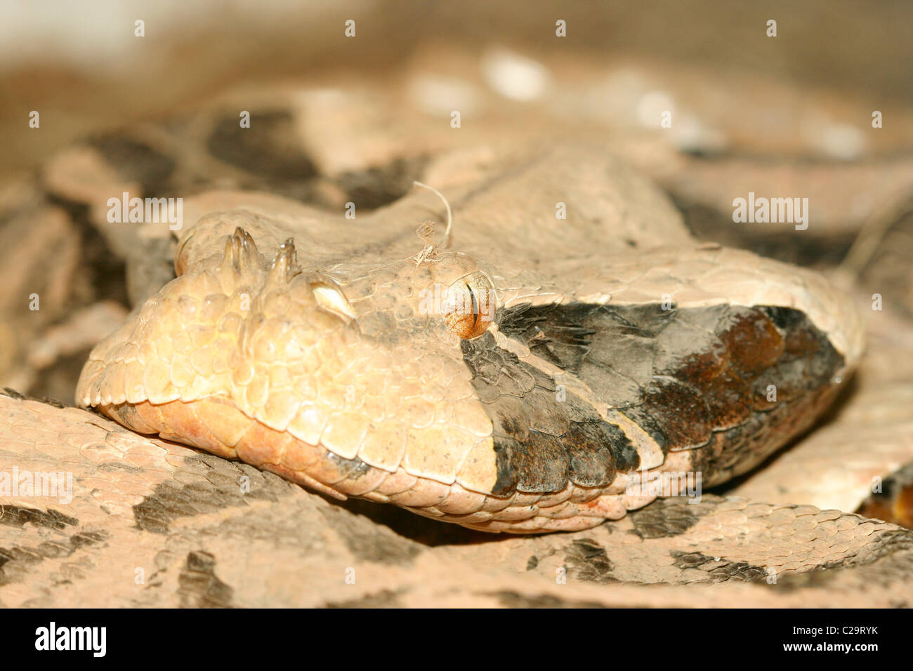 Longest fangs hi-res stock photography and images - Alamy