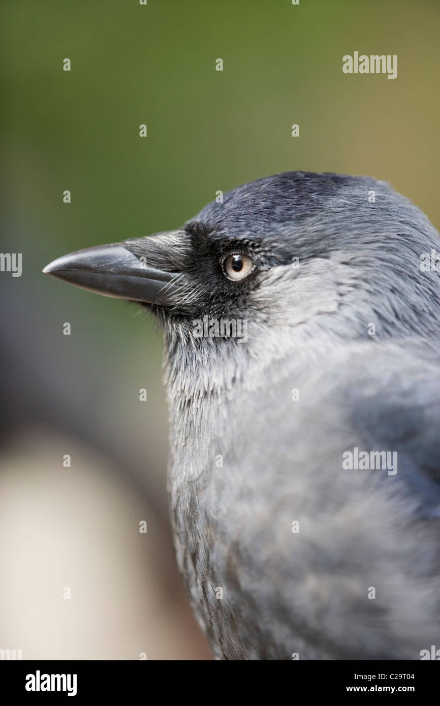 Jackdaw (Corvus monedula). Portrait of an adult bird Stock Photo - Alamy