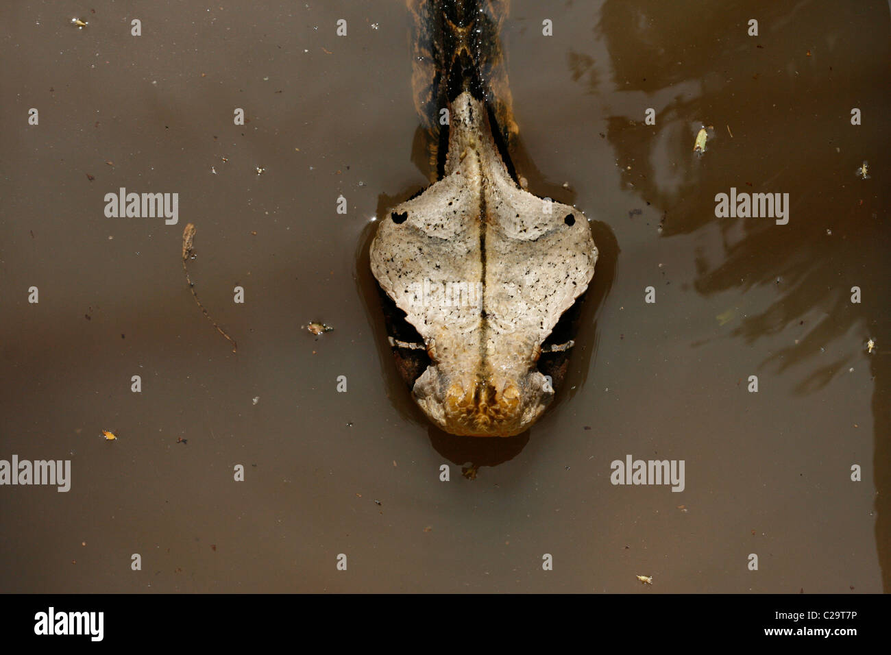 Gaboon Viper (Bitis gabonica), Uganda. It's the heaviest viper and has ...