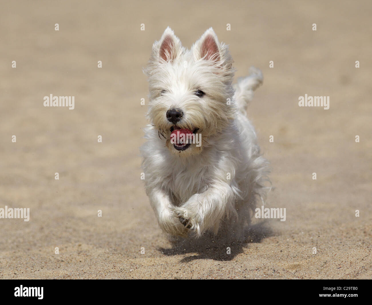 White dog running hi-res stock photography and images - Alamy