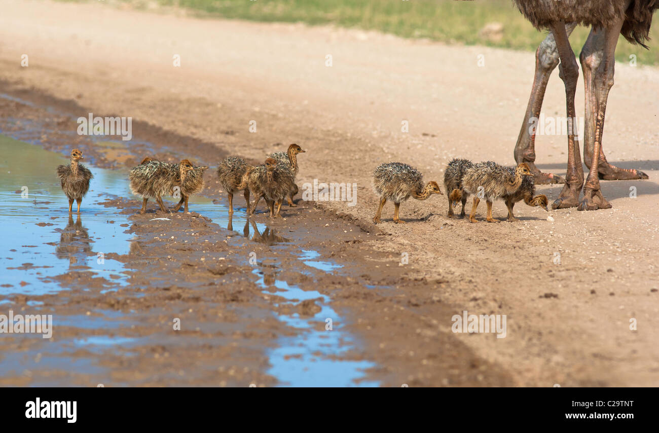 ostrich couple with young Stock Photo - Alamy