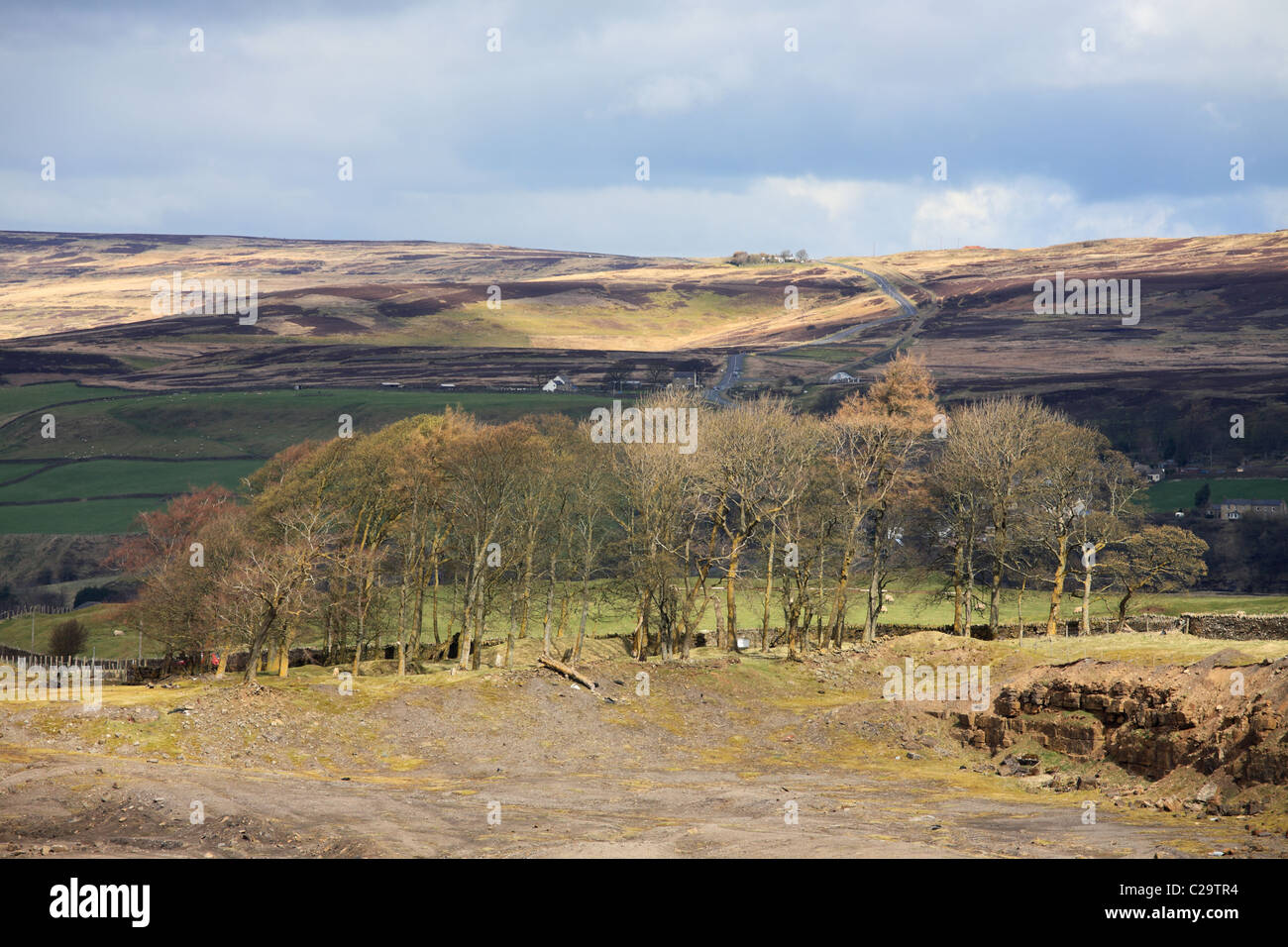 A stand of trees against a background of Weardale moorland, near ...